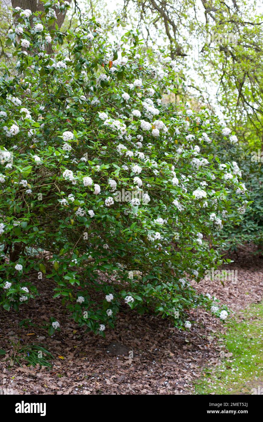 Viburnum x burkwoodii hi-res stock photography and images - Alamy
