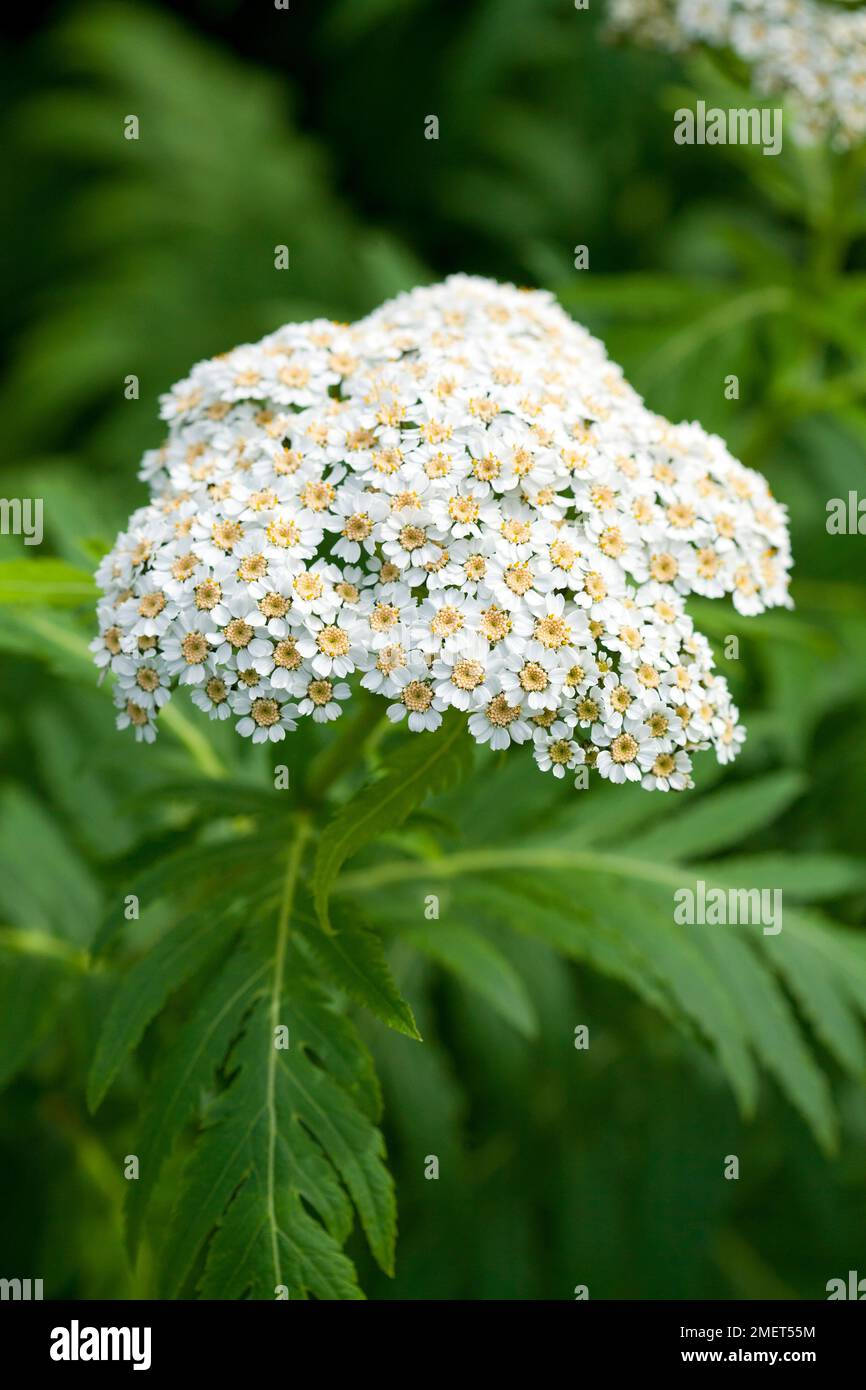 Achillea grandifolia (Yarrow Stock Photo - Alamy