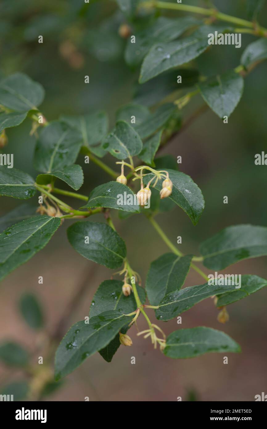 Aristotelia chilensis hi-res stock photography and images - Alamy