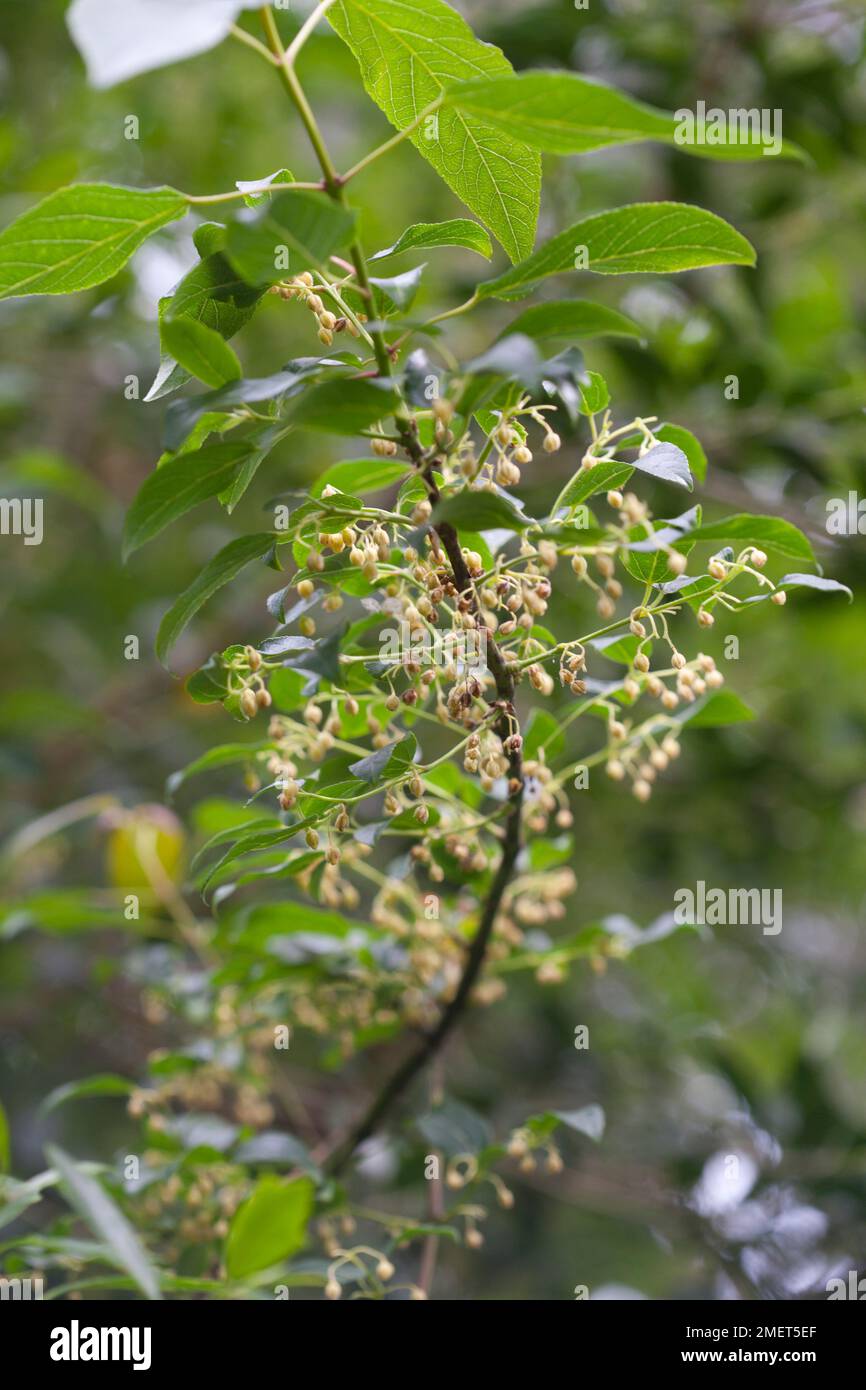 Aristotelia chilensis hi-res stock photography and images - Alamy