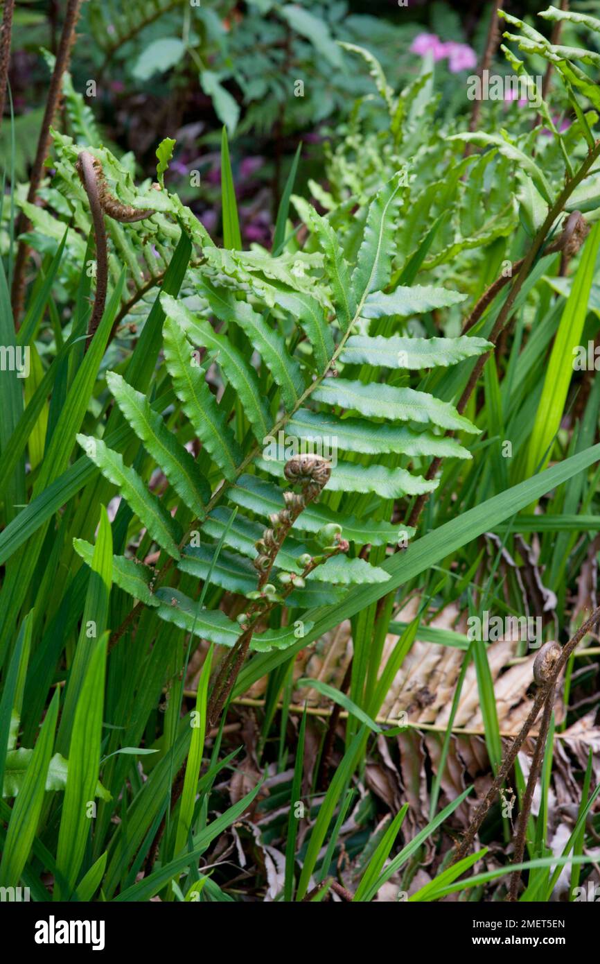Blechnum hi-res stock photography and images - Alamy