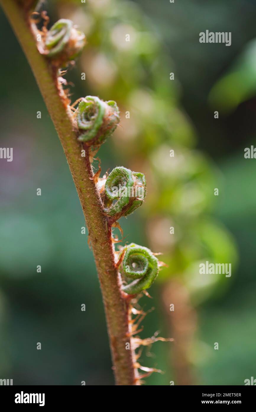 Blechnum chilense (Fern), close-up Stock Photo - Alamy