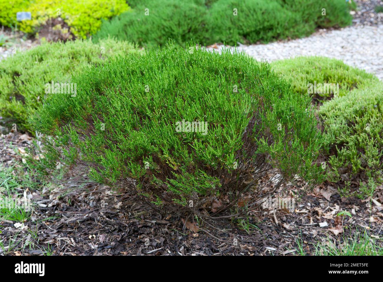 Calluna vulgaris 'Hammondii Aureifolia' Stock Photo - Alamy
