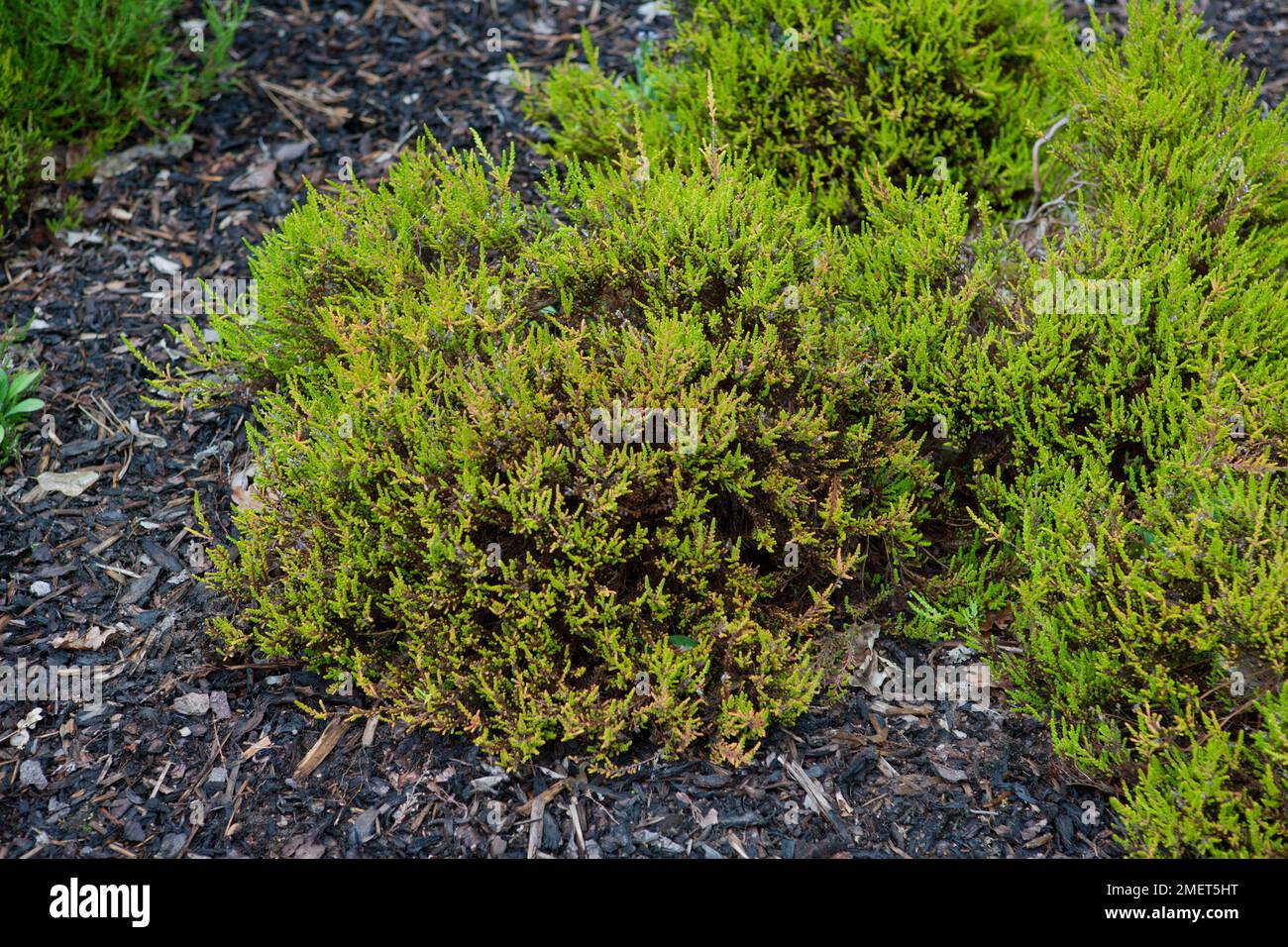 Calluna vulgaris 'Orange Queen' Stock Photo - Alamy