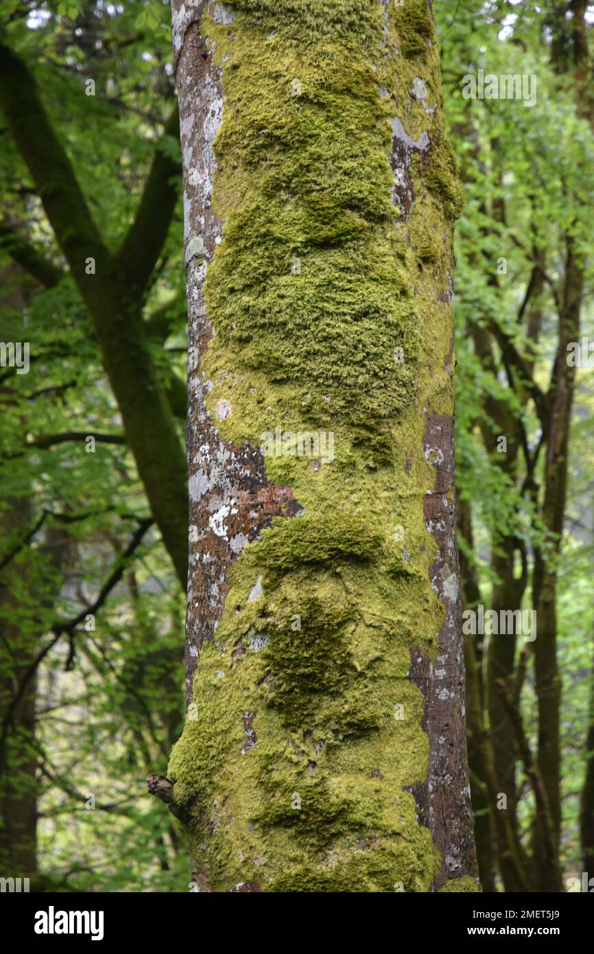 Tree trunk from below close hi-res stock photography and images - Alamy