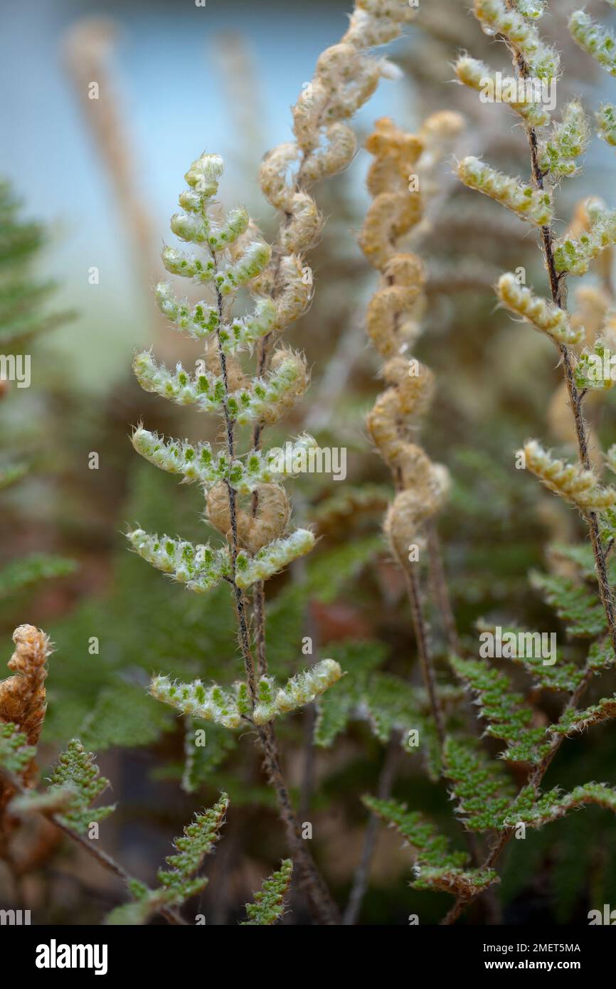 Cheilanthes hi-res stock photography and images - Alamy