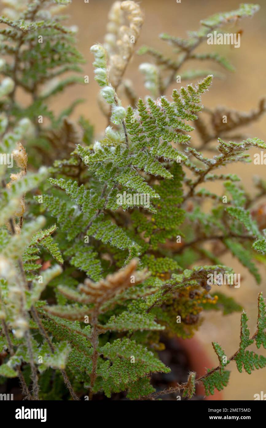 Cheilanthes tomentosa hi-res stock photography and images - Alamy