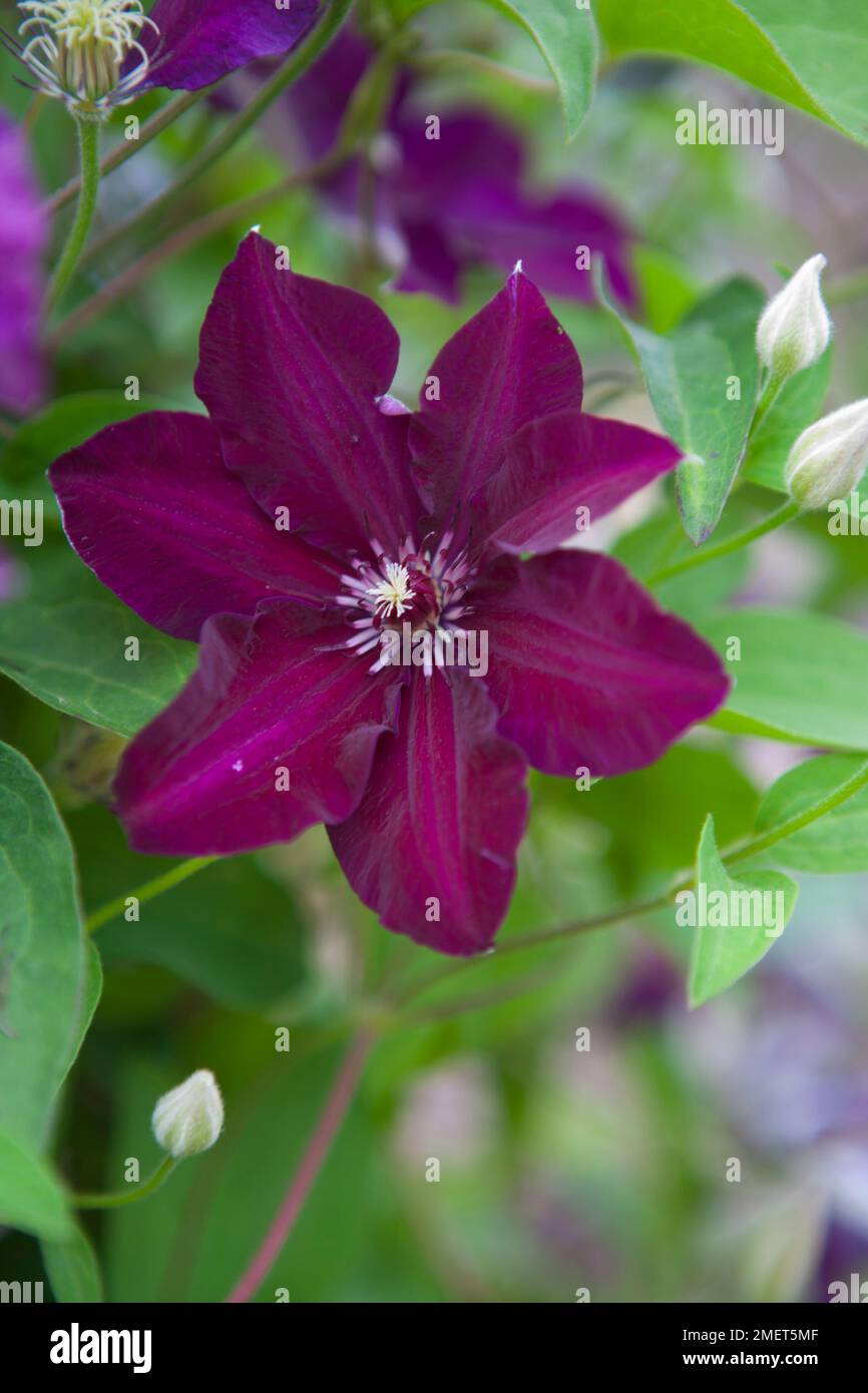 Stasik hi-res stock photography and images - Alamy