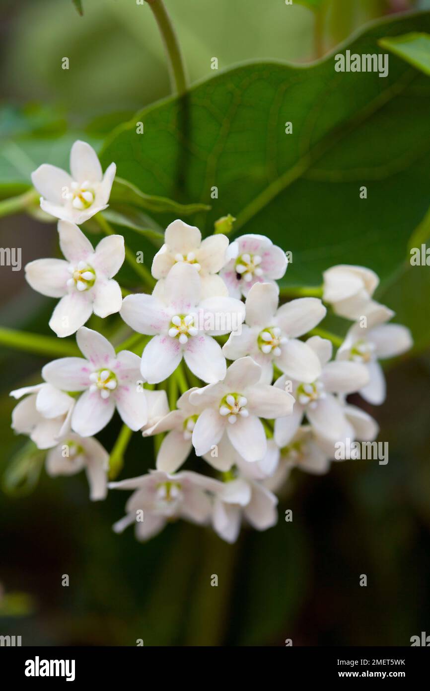 Dregea sinensis, syn. Wattakaka sinensis (Chinese Dregea Stock Photo ...