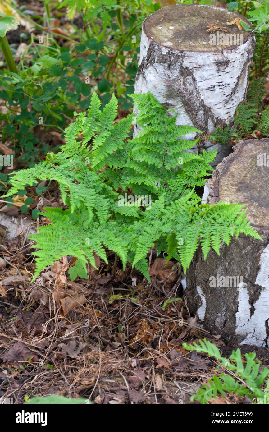 Dryopteris affinis 'Crispa Gracilis' Stock Photo - Alamy