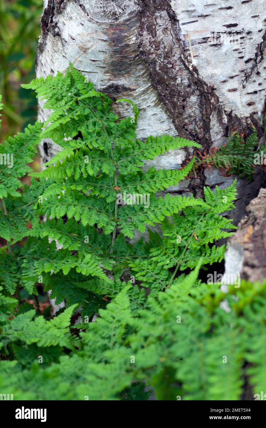 Dryopteris affinis 'Crispa Gracilis' (Fern Stock Photo - Alamy