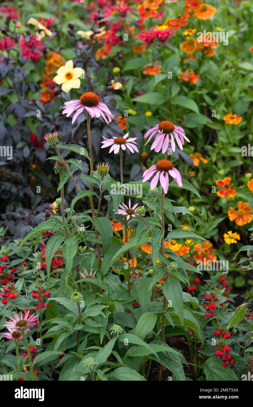 Echinacea purpurea 'Ruby Giant' Stock Photo - Alamy