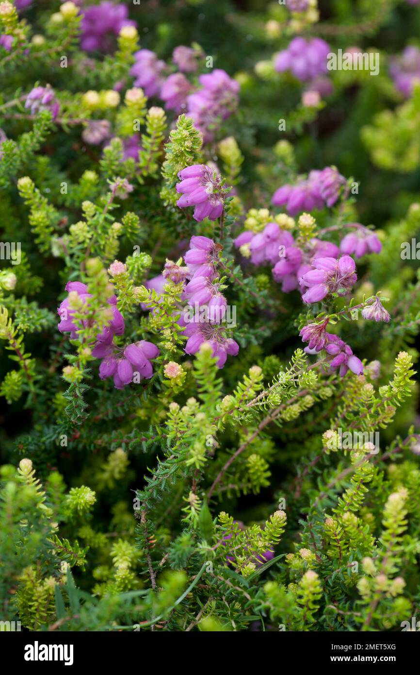 Erica x stuartii hi-res stock photography and images - Alamy