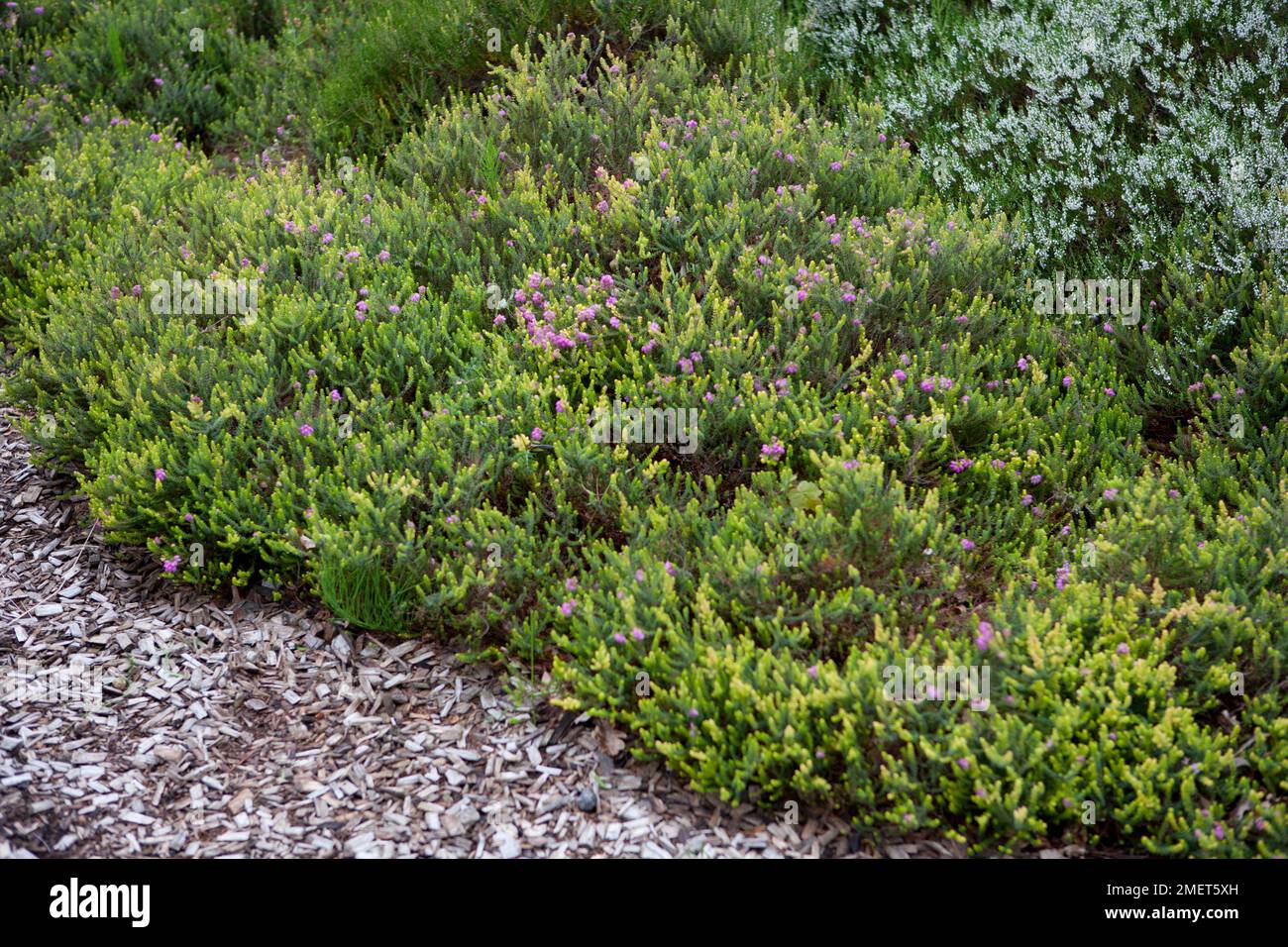 Erica x stuartii 'Irish Orange' Stock Photo - Alamy