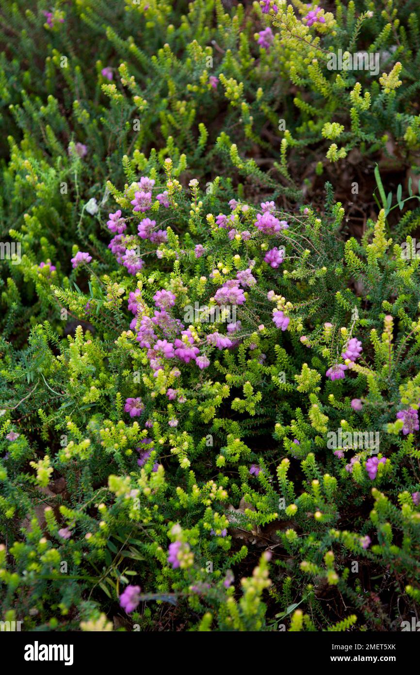 Erica x stuartii 'Irish Orange' Stock Photo - Alamy