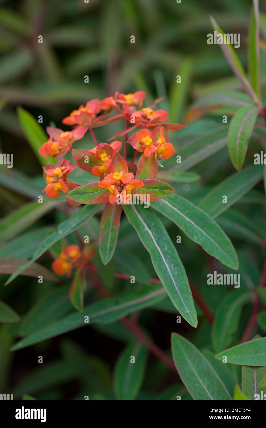 Euphorbia griffithii 'Fireglow' Stock Photo - Alamy