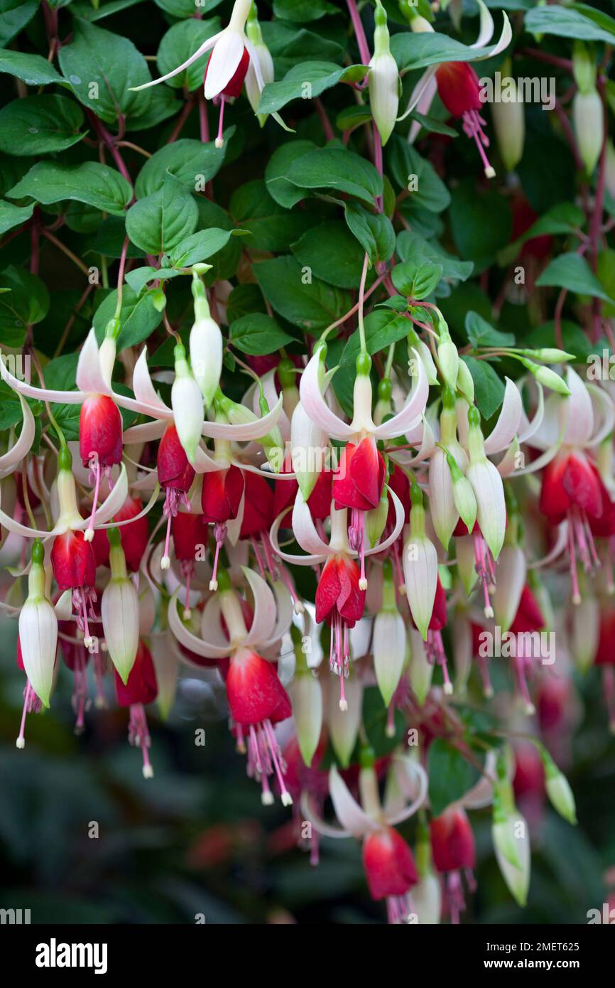 Fuchsia 'Frosted Flame' Stock Photo - Alamy