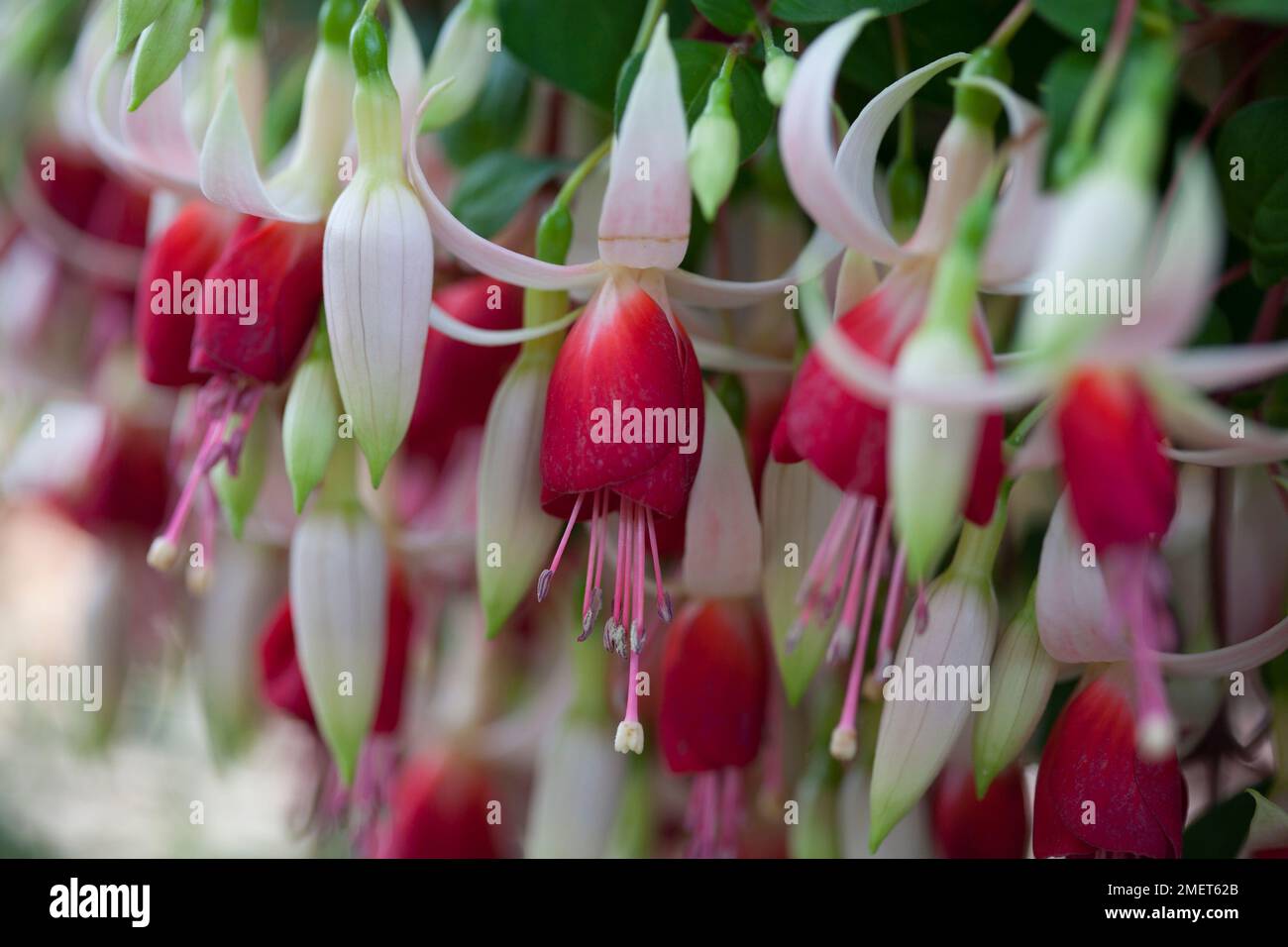 Fuchsia 'Frosted Flame' Stock Photo - Alamy
