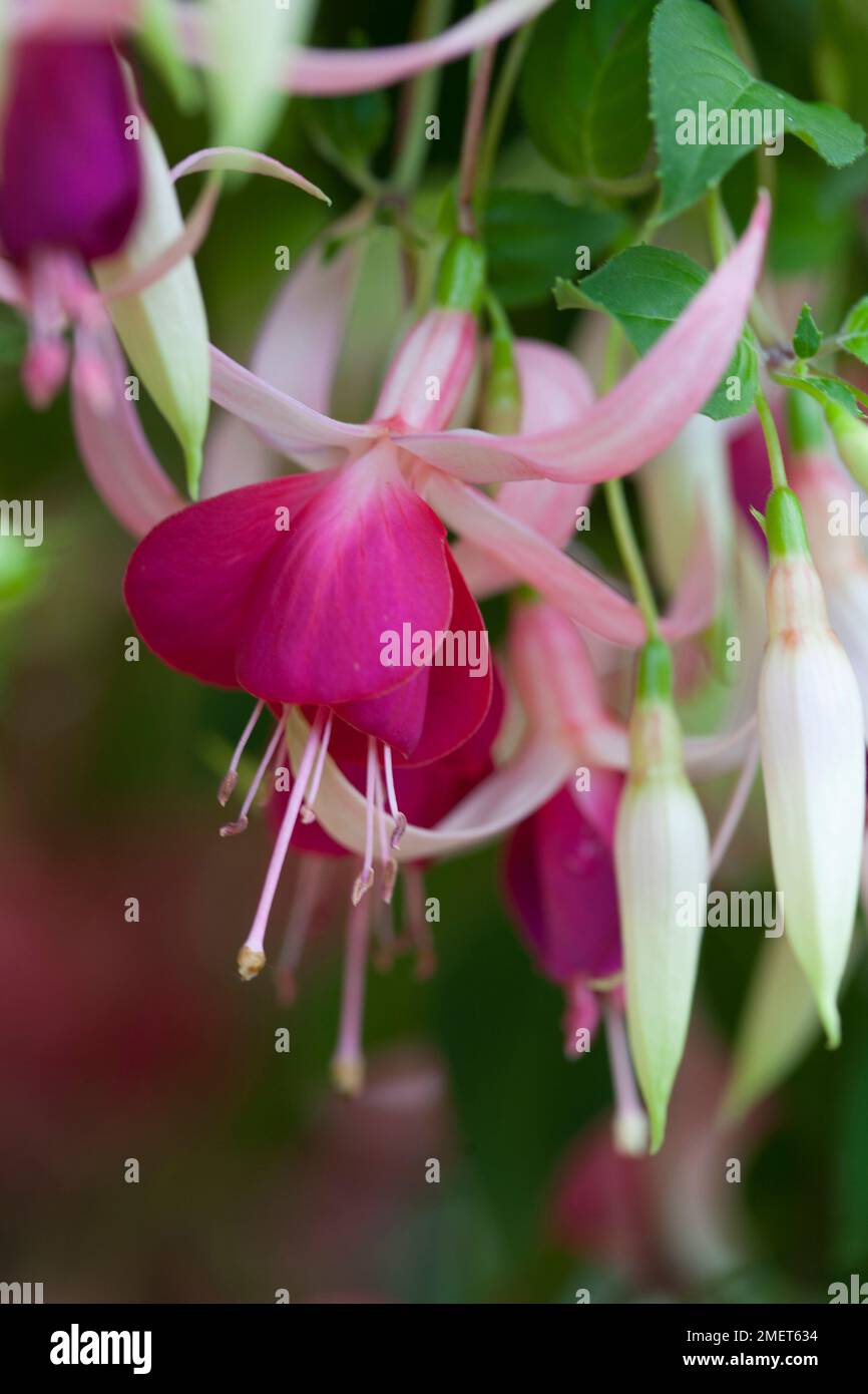 Cascade of colour hi-res stock photography and images - Alamy