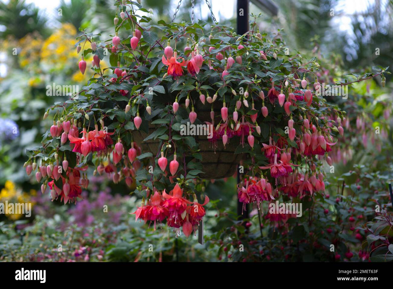 Fuchsia 'Orange King' Stock Photo - Alamy