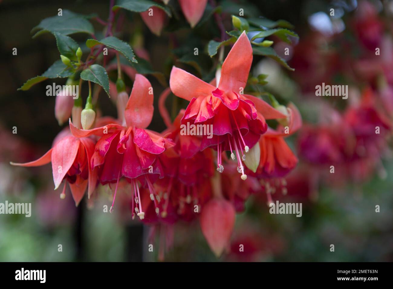 Fuchsia 'Orange King' Stock Photo - Alamy