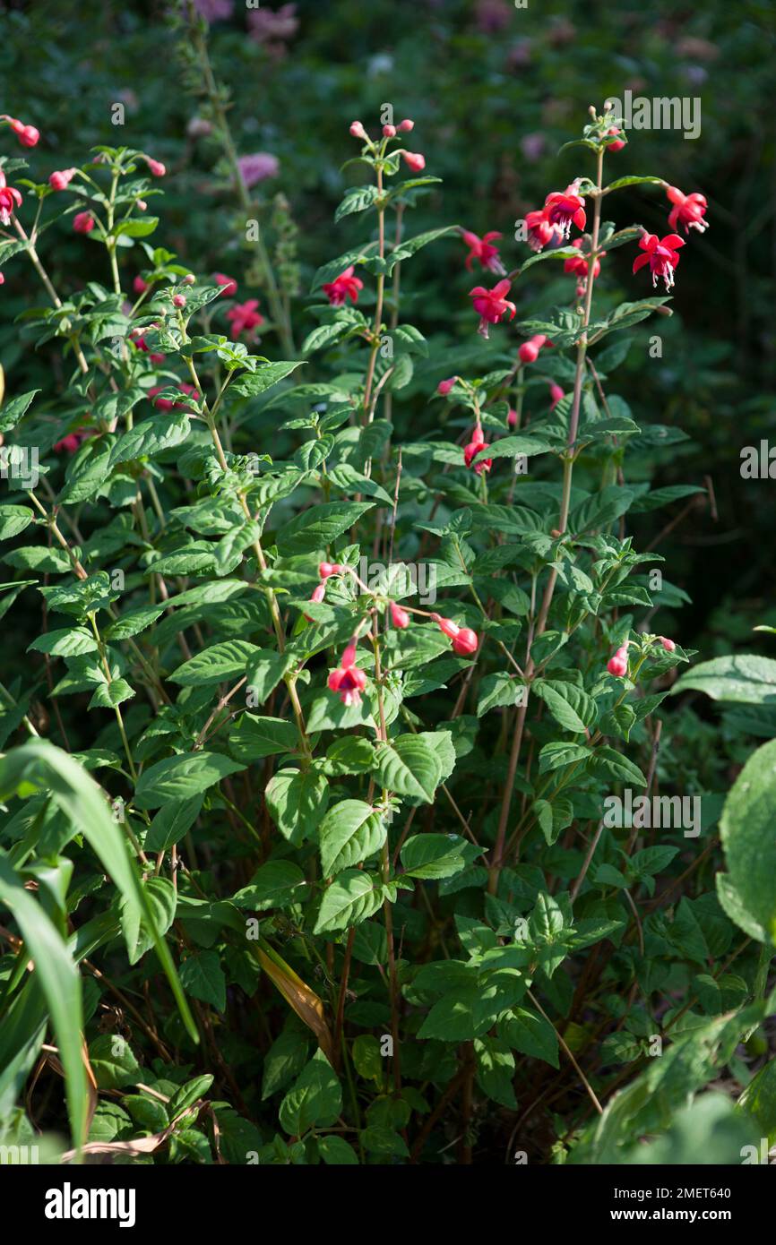 Since colour fuchsia hi-res stock photography and images - Alamy
