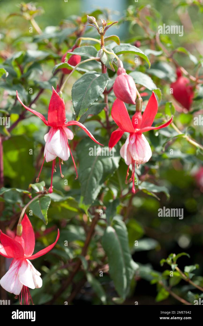 Since colour fuchsia hi-res stock photography and images - Alamy