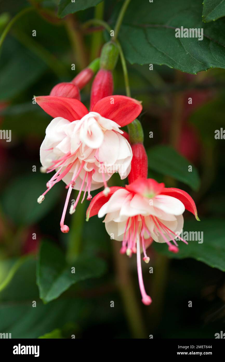 Fuchsia snowcap hi-res stock photography and images - Alamy