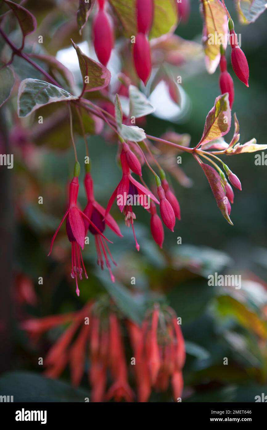 Fuchsia 'Tom West' Stock Photo - Alamy