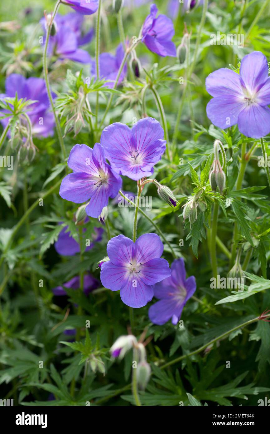 Geranium orion hi-res stock photography and images - Alamy
