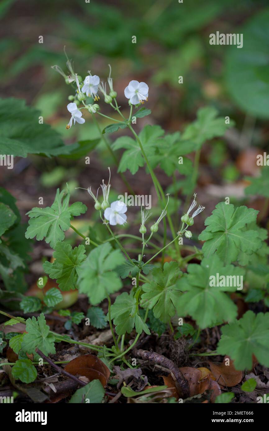 Geranium macrorrhizum 'White-Ness' Stock Photo - Alamy