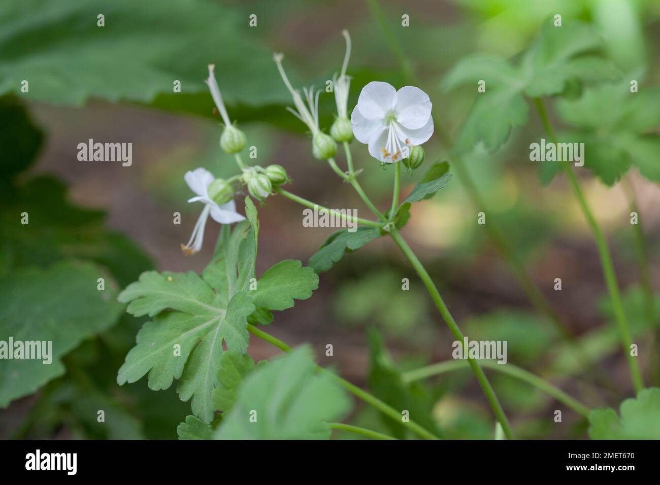 Geranium macrorrhizum 'White-Ness' Stock Photo - Alamy
