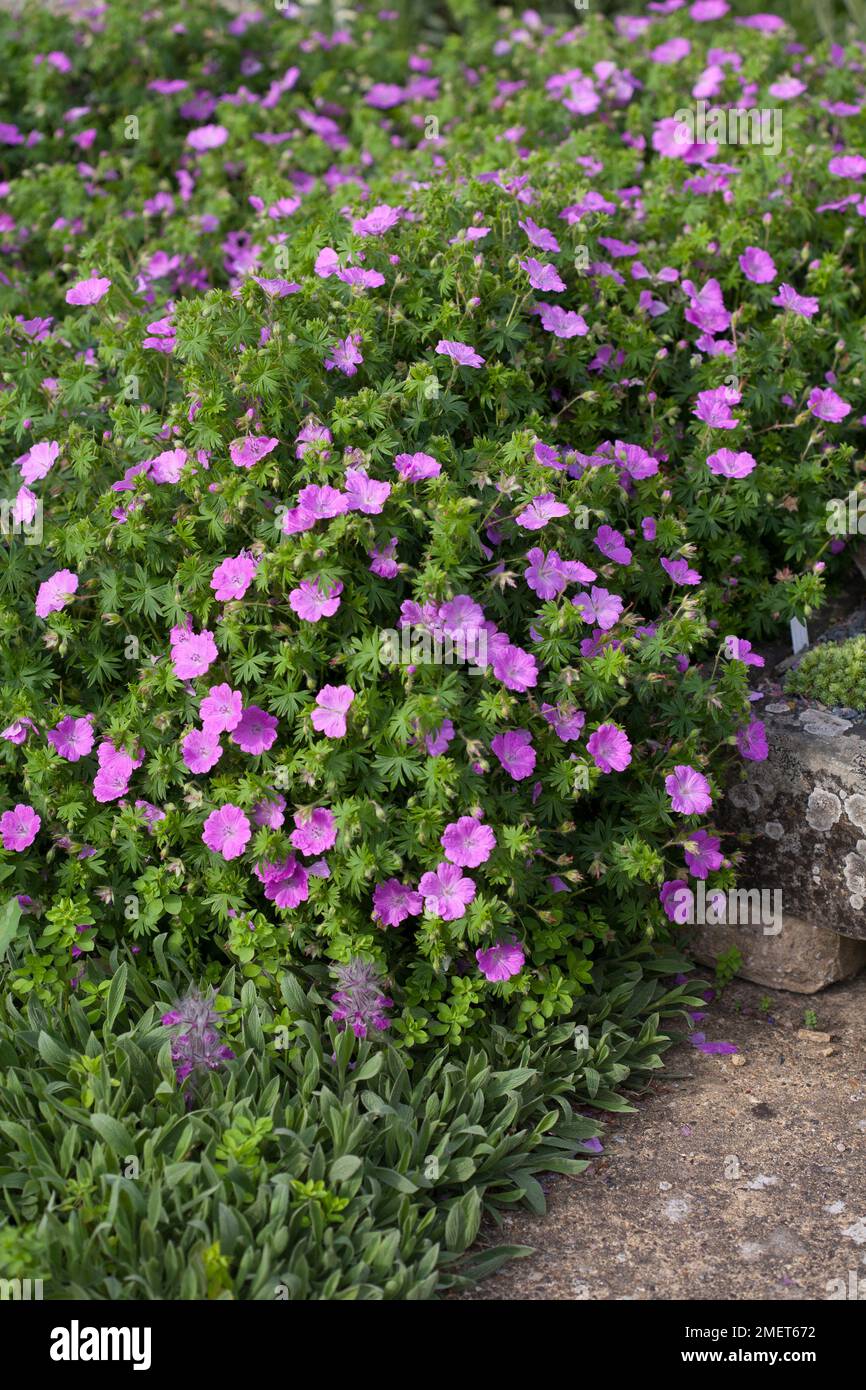Geranium incanum hi-res stock photography and images - Alamy