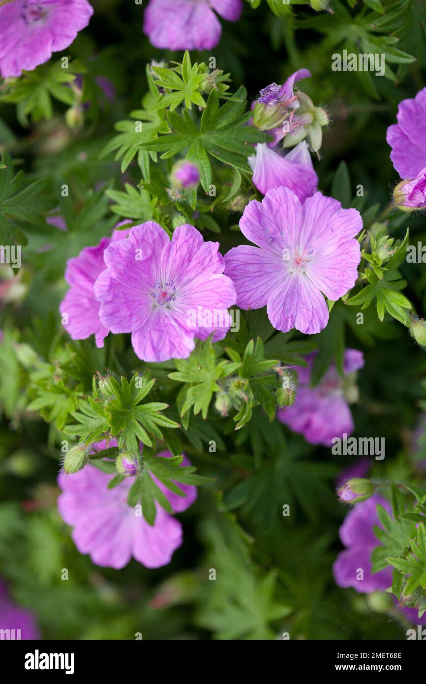 Geranium incanum hi-res stock photography and images - Alamy