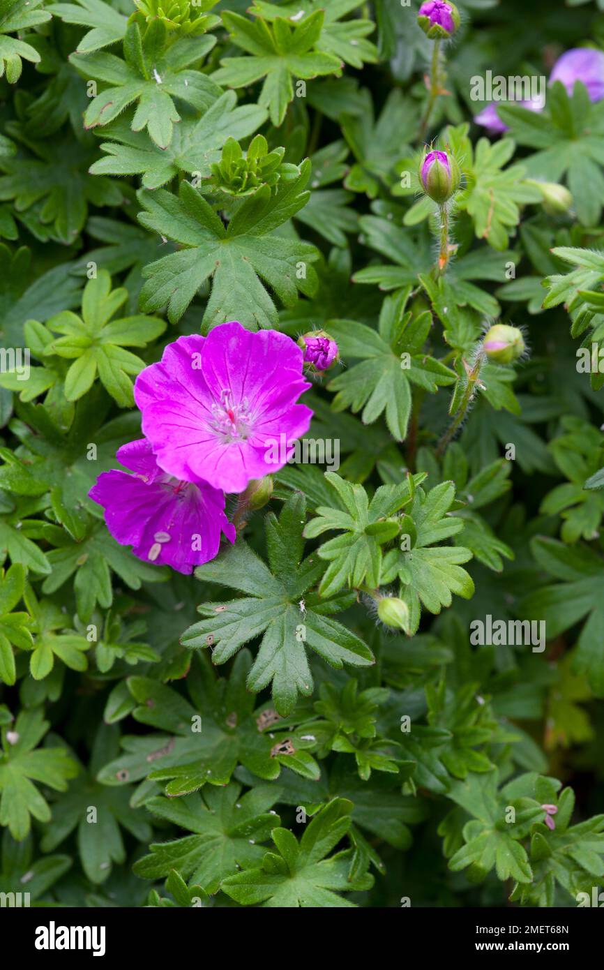 Geranium incanum hi-res stock photography and images - Alamy