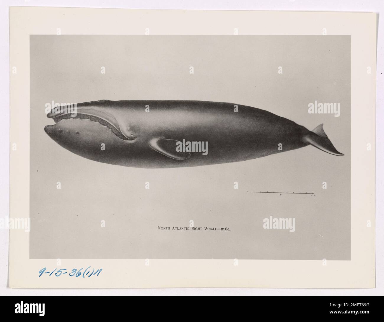 A scale drawing of a male North Atlantic Right Whale, a critically ...