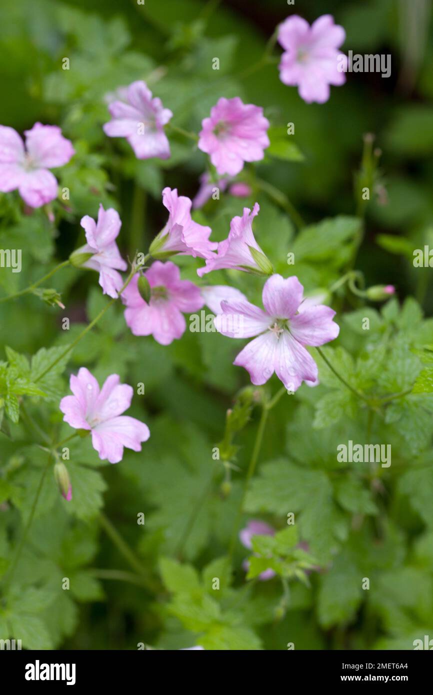 Geranium wallichianum hi-res stock photography and images - Alamy