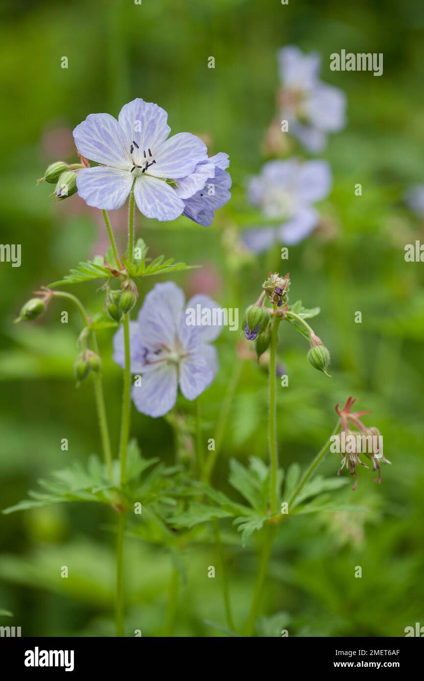 Geranium x oxonianum 'Wargrave Pink' Stock Photo - Alamy
