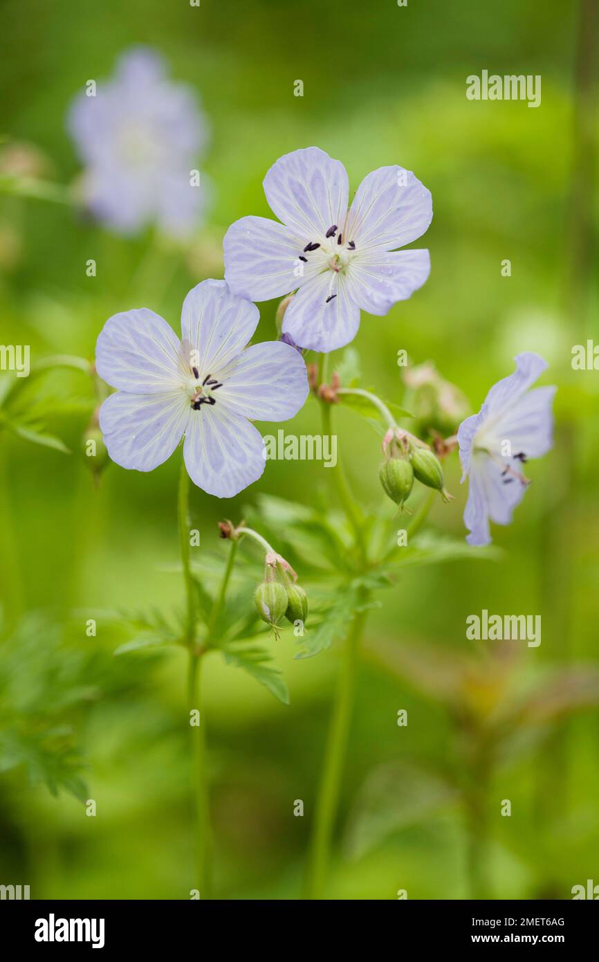 Geranium oxonianum wargrave pink hi-res stock photography and images ...