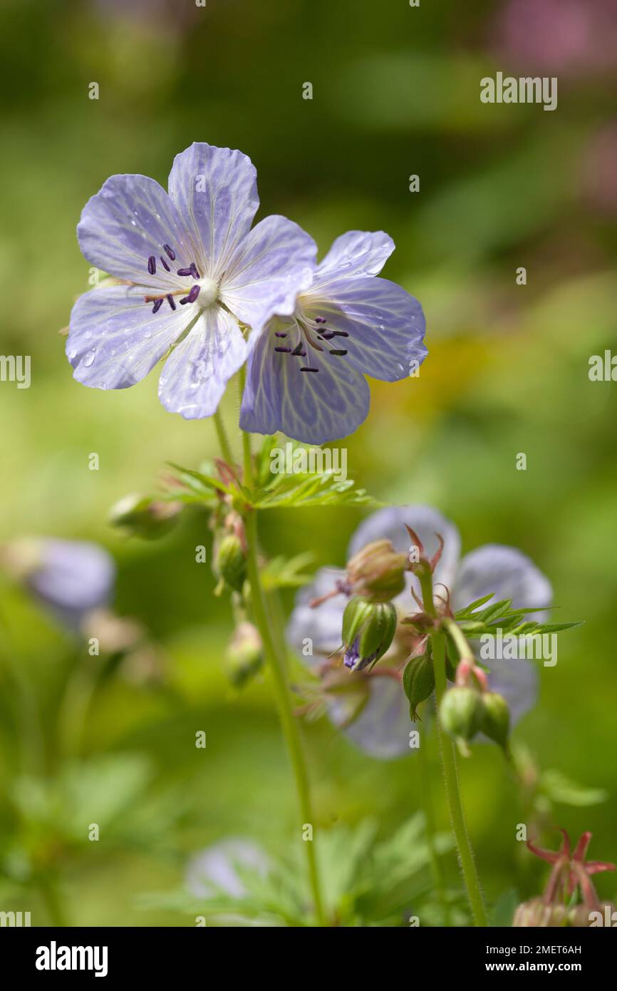 Geranium wargrave pink hi-res stock photography and images - Alamy