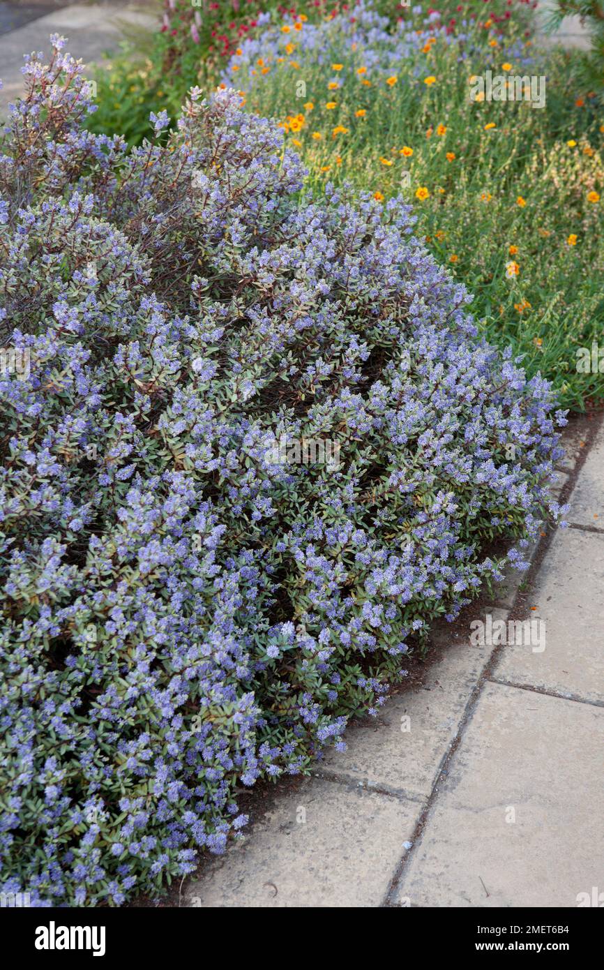 Hebe caledonia hi-res stock photography and images - Alamy