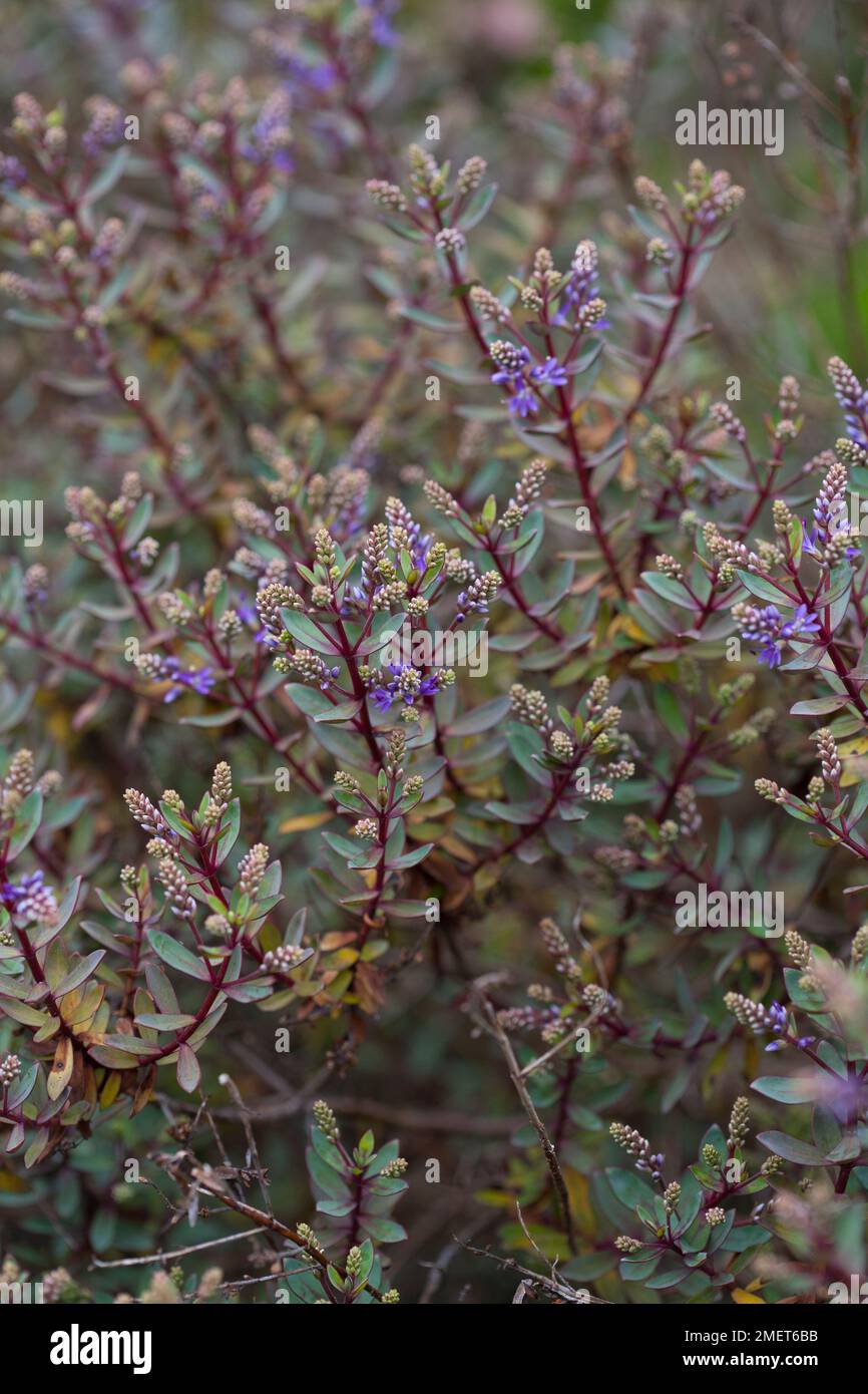 Hebe caledonia hi-res stock photography and images - Alamy