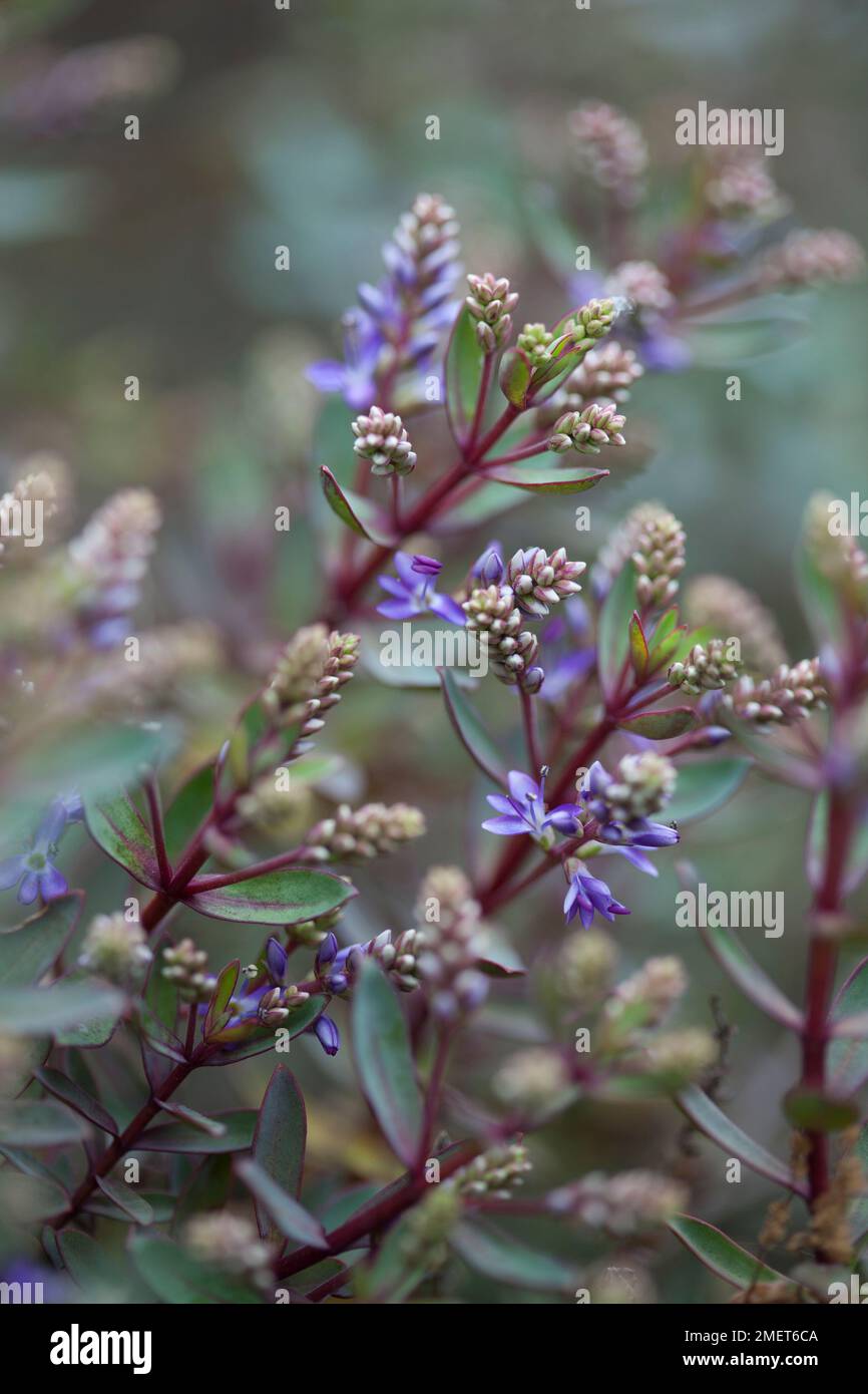 Hebe caledonia hi-res stock photography and images - Alamy
