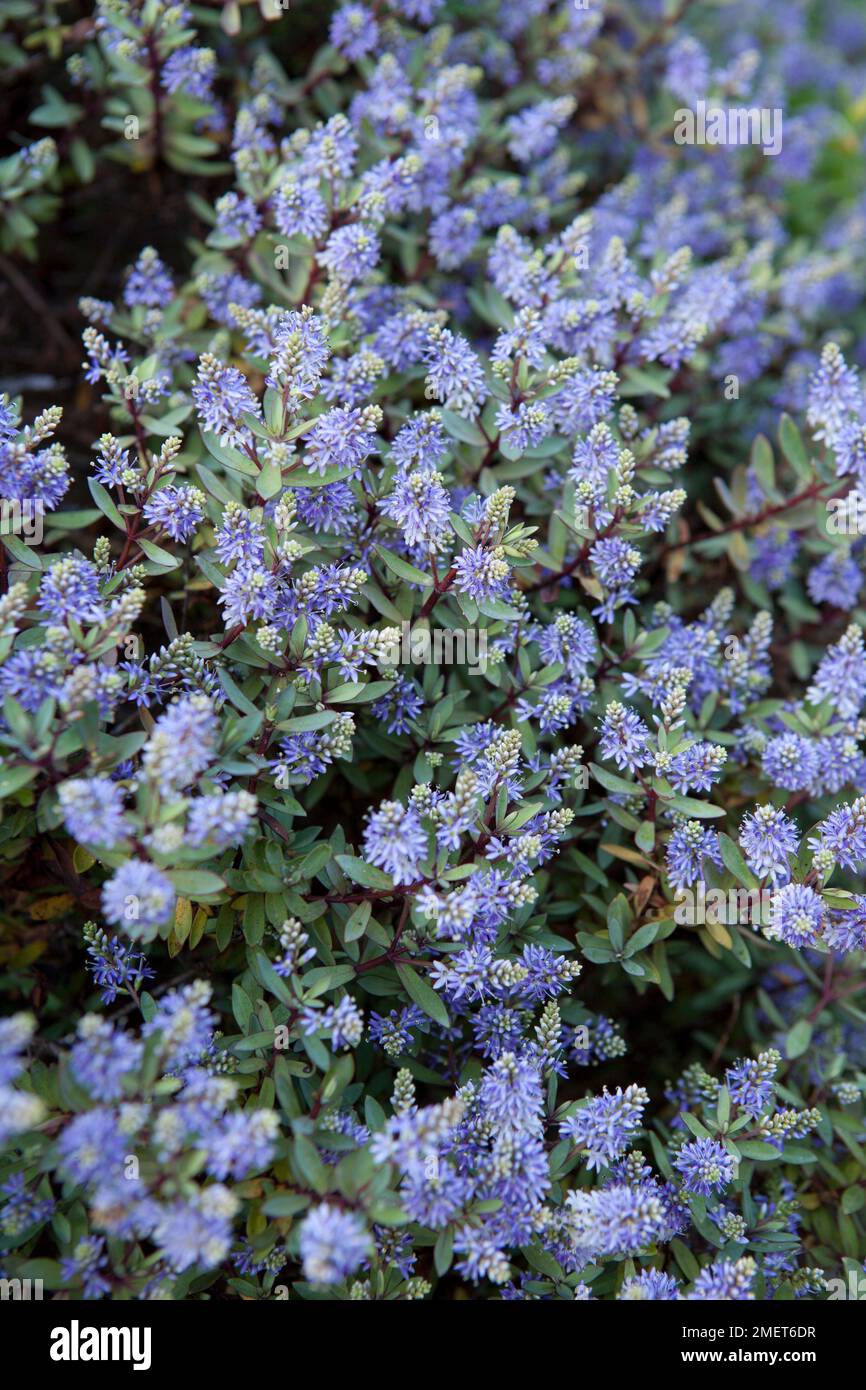 Hebe caledonia hi-res stock photography and images - Alamy