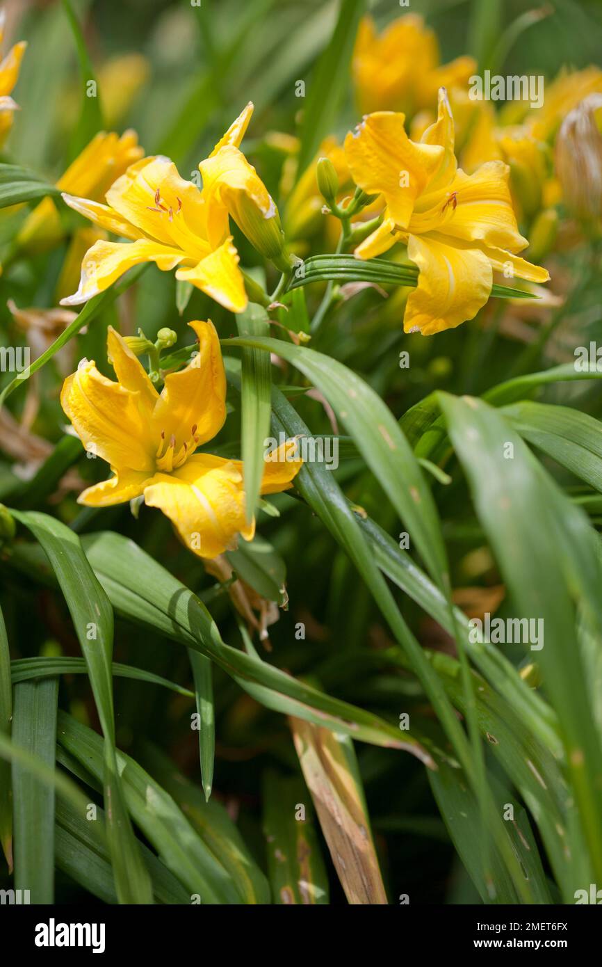 Sprite image hi-res stock photography and images - Alamy