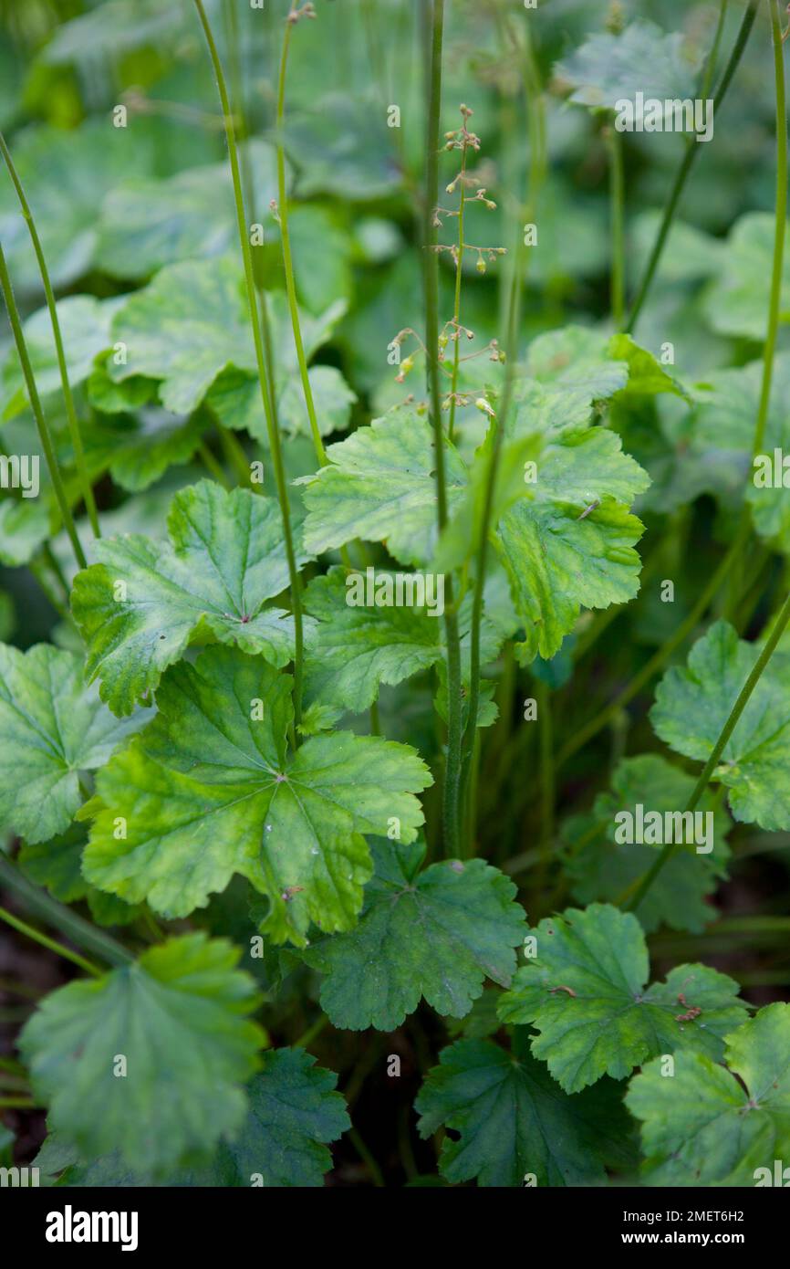 Heuchera americana hi-res stock photography and images - Alamy