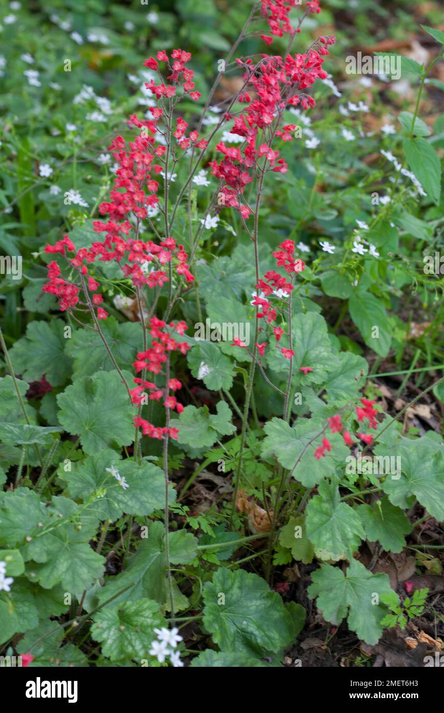 Heuchera sanguinea hi-res stock photography and images - Alamy