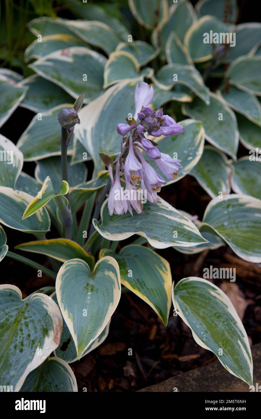 First frost hi-res stock photography and images - Alamy