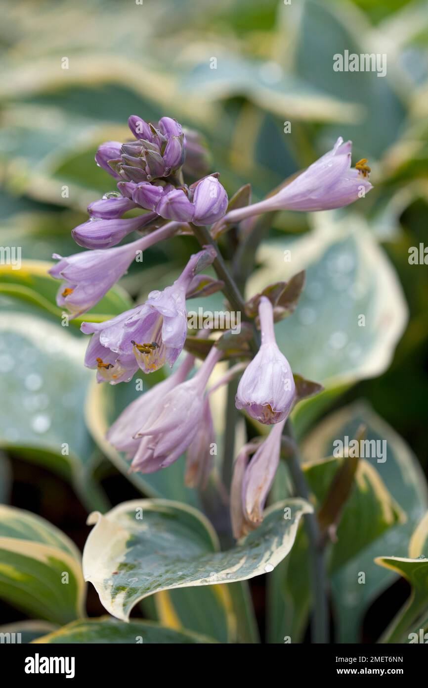 Hosta 'First Frost' Stock Photo - Alamy