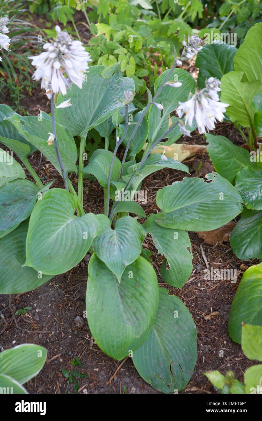 Hosta 'Prince of Wales' Stock Photo - Alamy